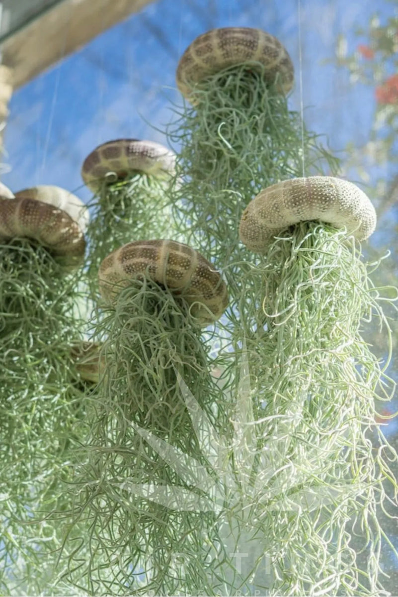 AirFloat - Captivating Hanging Air Plant Jellyfish – marnetic