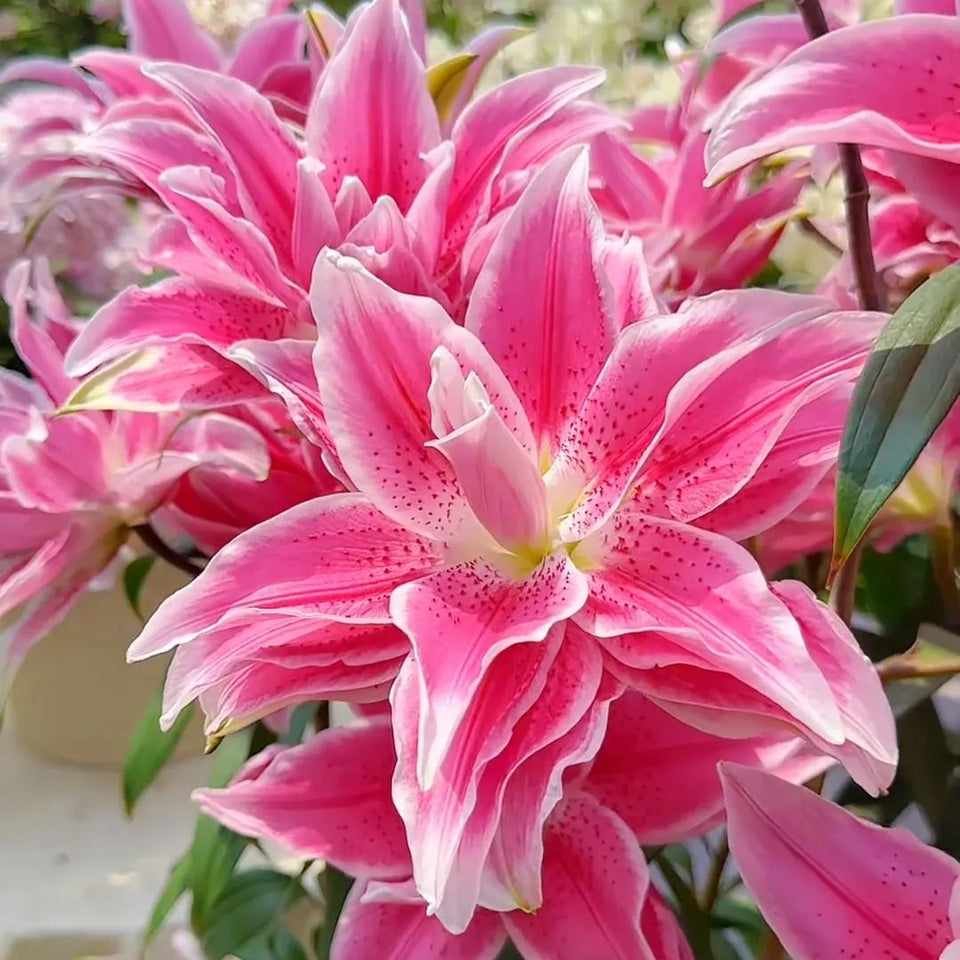 ScentedBliss - Long-Blooming Lily Bulbs